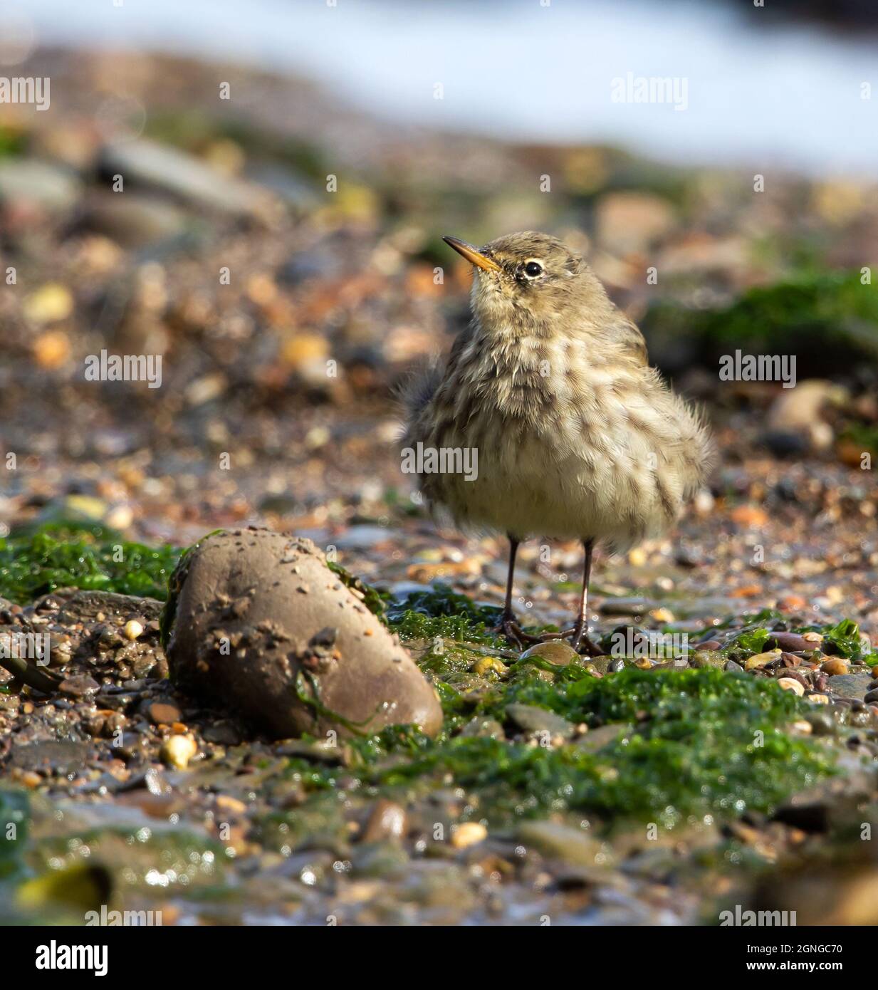Rock Pipit on a shingle bed Stock Photo - Alamy