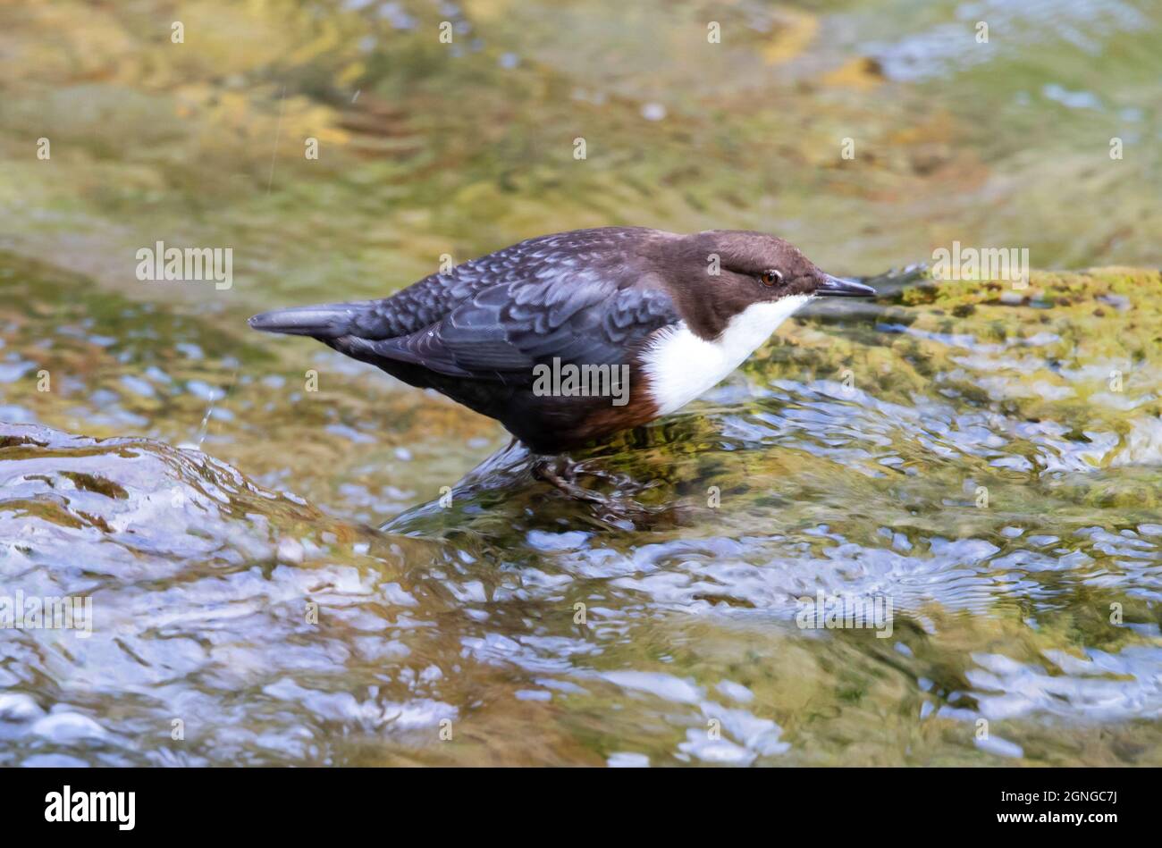 Dipper in a typical fast flowing stream Stock Photo - Alamy