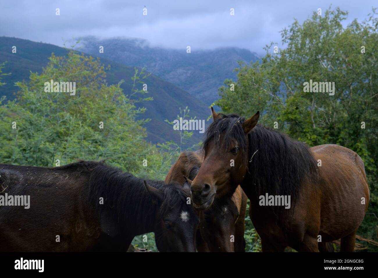 Geres national park garrano hi-res stock photography and images - Alamy