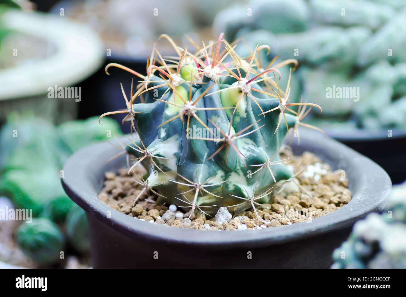 cactus , cactus plant in the flower pot Stock Photo - Alamy