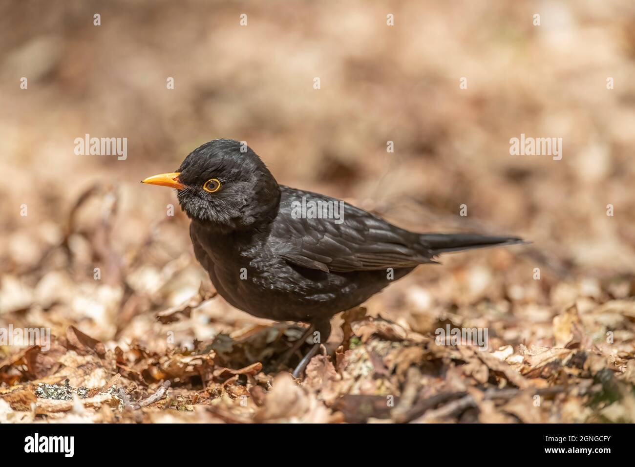 Side floor hi-res stock photography and images - Alamy