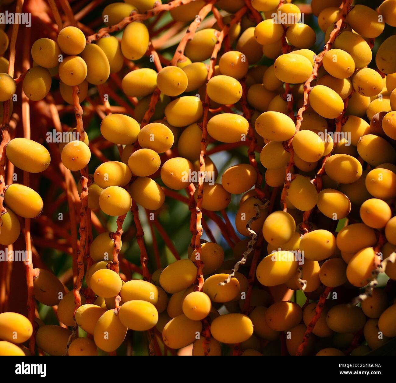 Closeup of a palm tree branch with many small fruits about to ripen ...