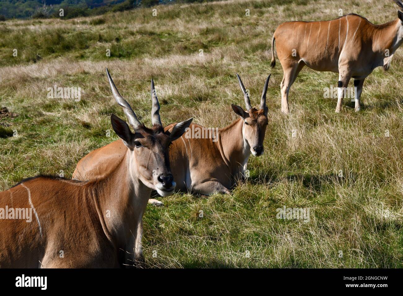 Port lympne reserve zoo hi-res stock photography and images - Alamy