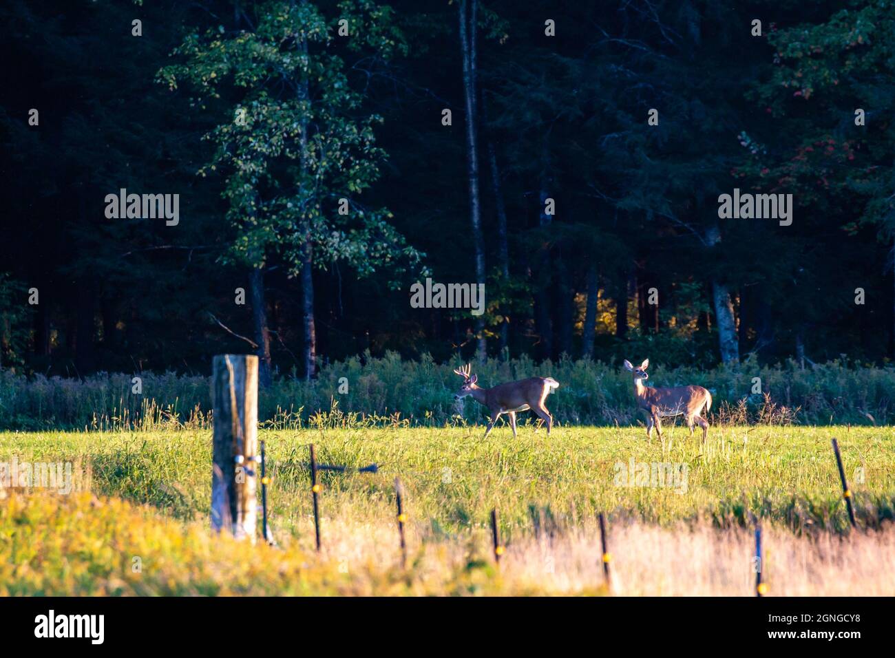 White-tailed deer (odocoileus virginianus) buck and doe in a field ...