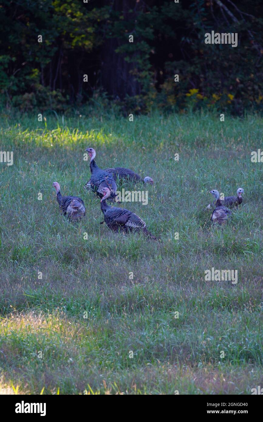 Flock of Wisconsin wild turkeys (meleagris gallopavo) in September ...