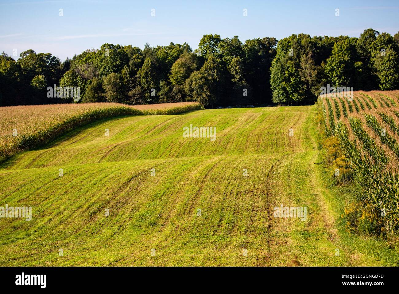 Strip cropping hi-res stock photography and images - Alamy