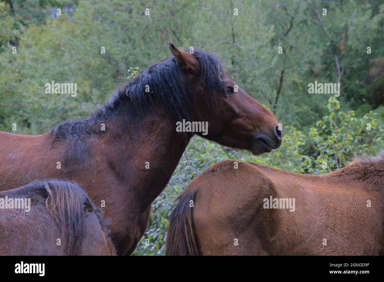 Garrano hi-res stock photography and images - Alamy