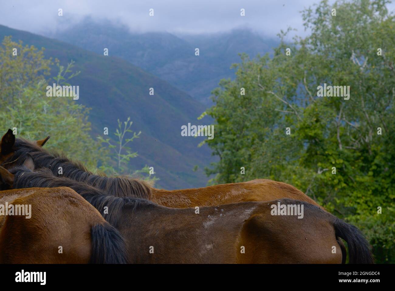 Garrano is the horse breed traditional from the north of Portugal ...
