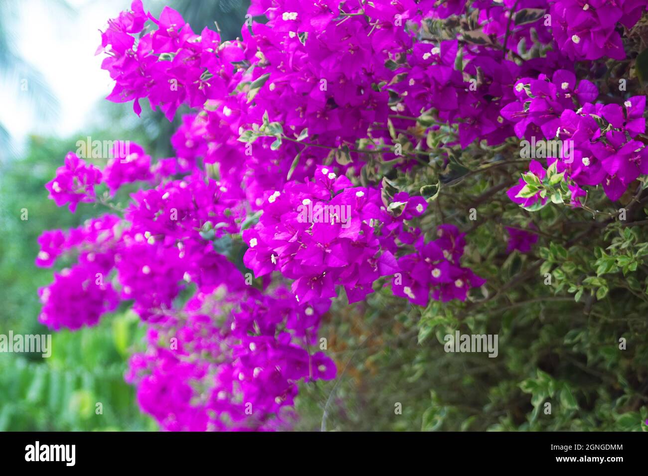 Red flowers (purple bracts) of bougainvillea the upper part of a large ...