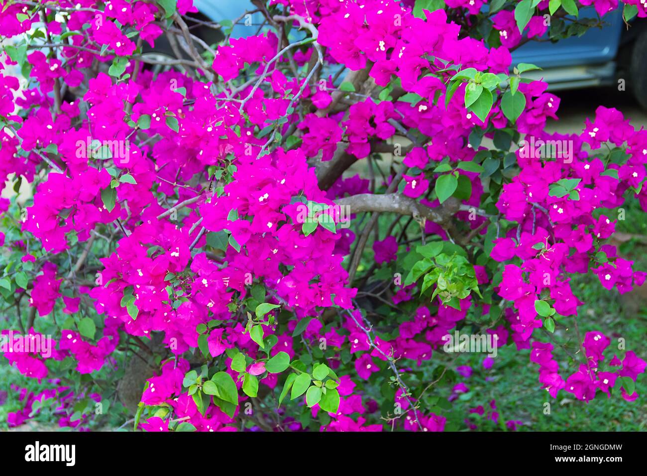 Red flowers (purple bracts) of bougainvillea the upper part of a large ...