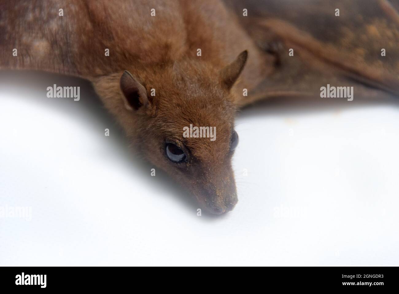 Young flying Fox on white background isolated Stock Photo - Alamy