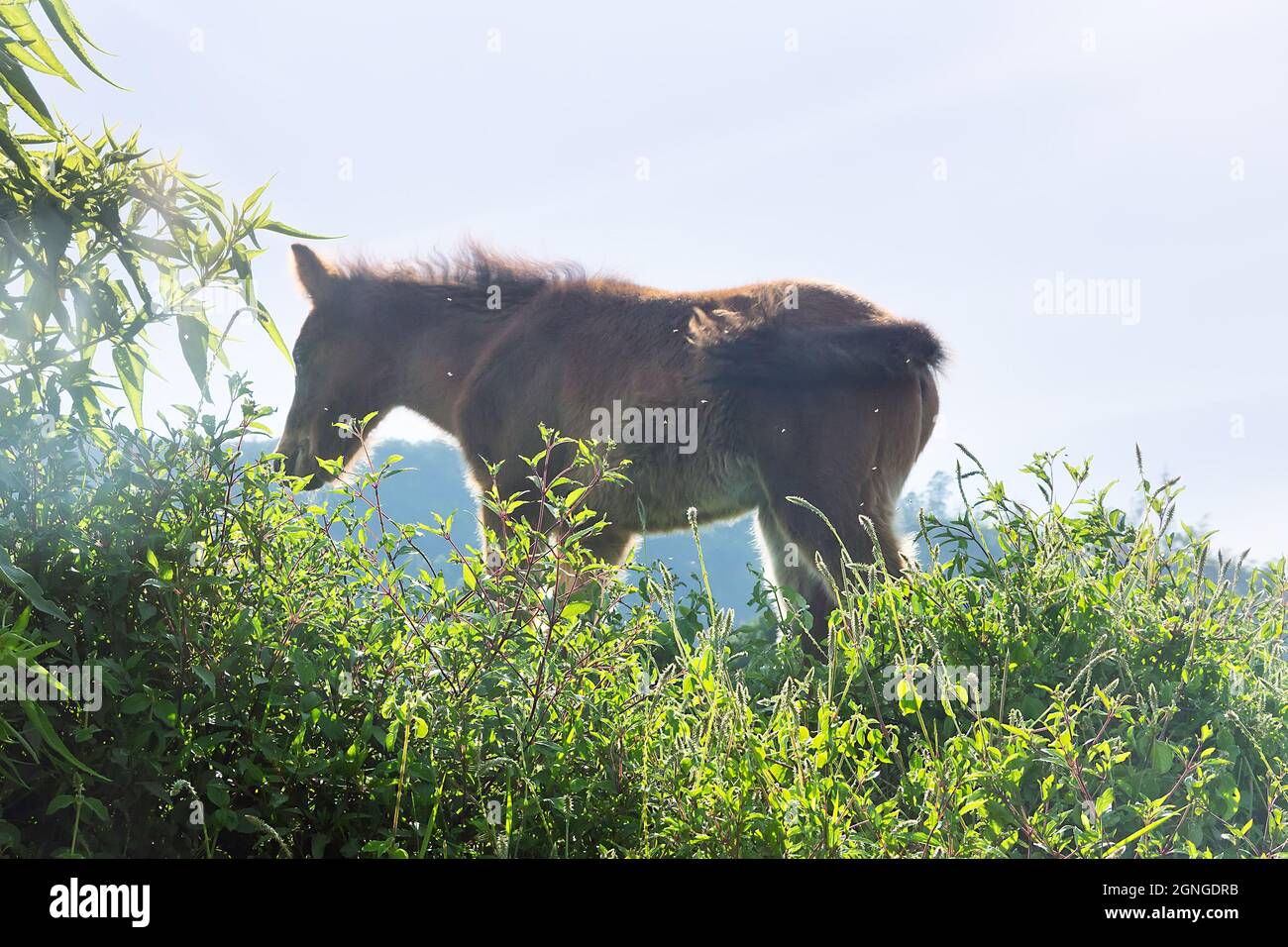 Fluffy foal hi-res stock photography and images - Alamy