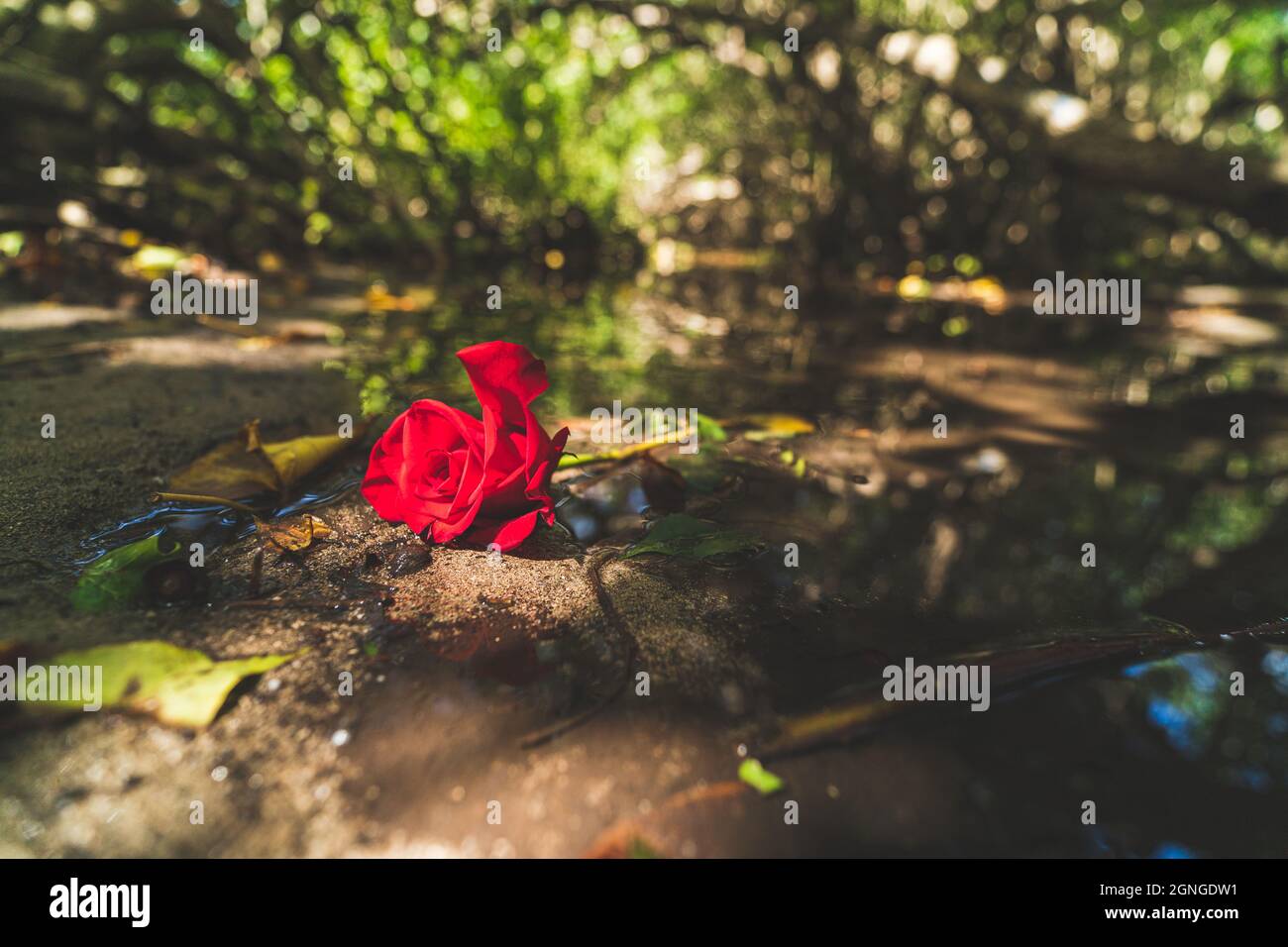 Red rose illuminated by sunlight laying on jungle path Stock Photo - Alamy