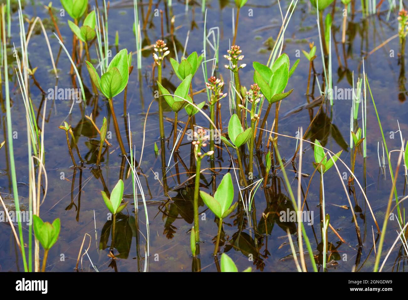Common bog bean (Water shamrock, Menyanthes trifoliata) at the ...