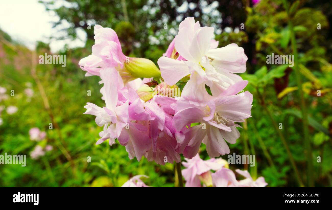 Soapwort flower close-up in riverain deciduous forest strip, Common ...