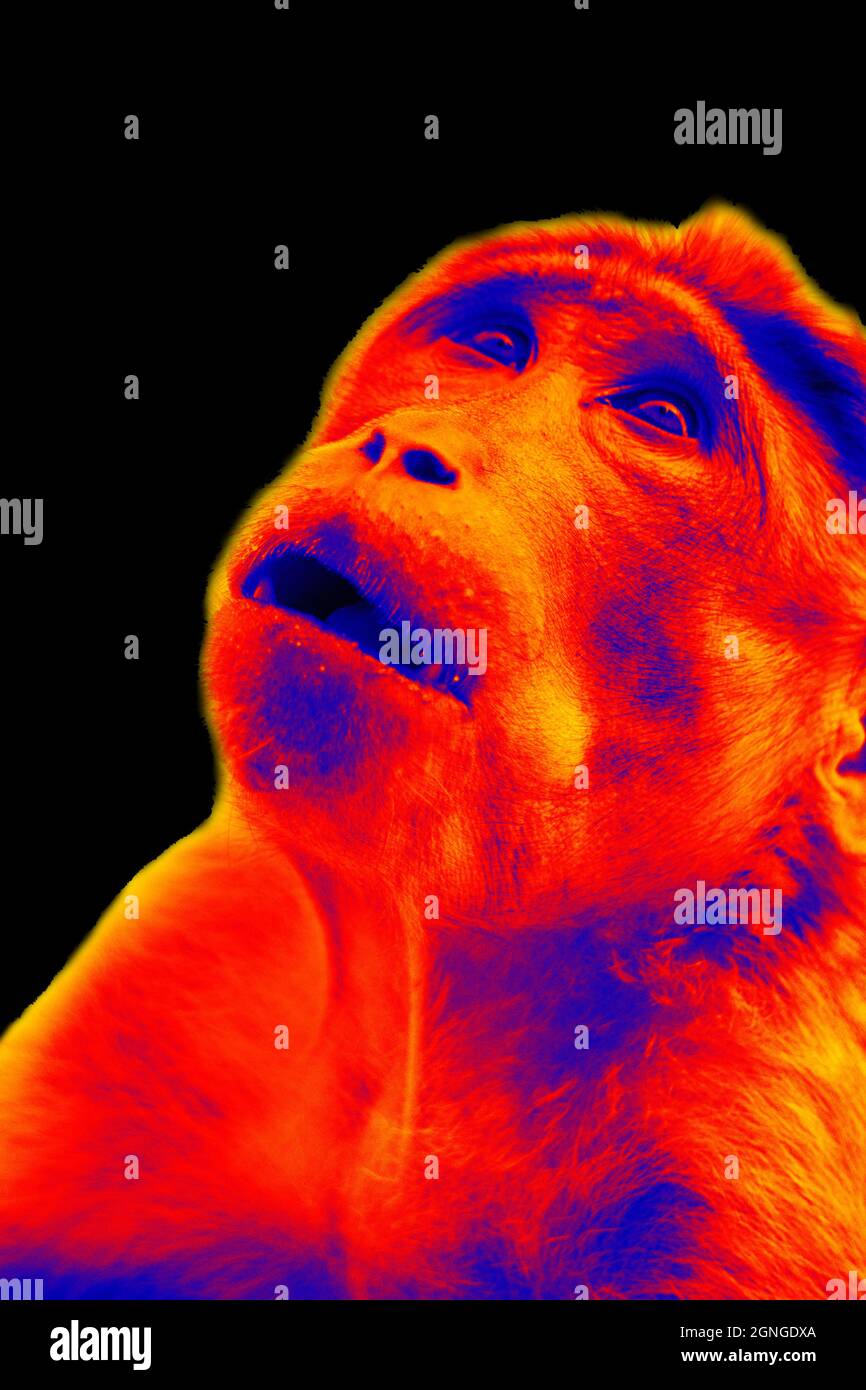 Entertaining portraits of Indian monkey. Scanning animal's body ...