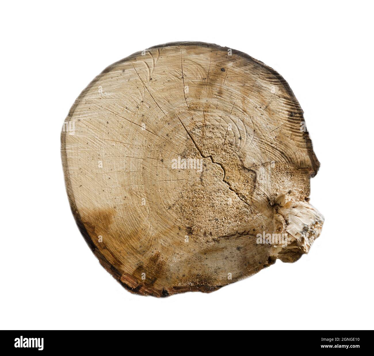 Conifer branch sap Cut Out Stock Images & Pictures - Alamy