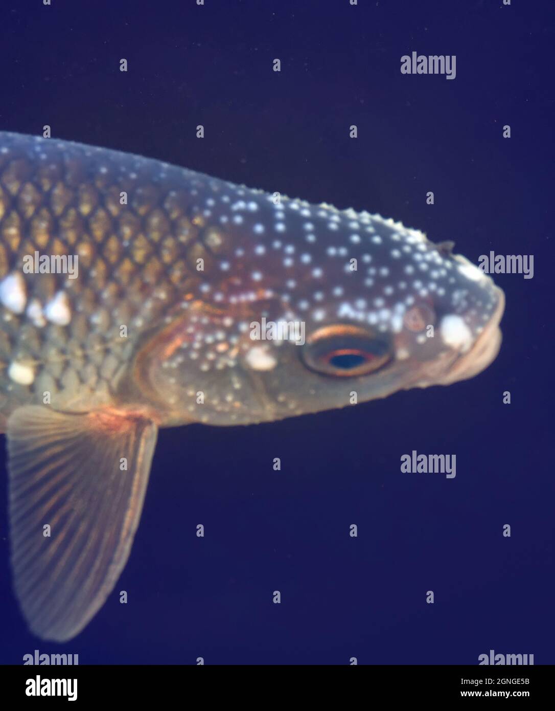 Ichthyology. The Roach (Rutilus r. rutilus) is in a mating state. In ...