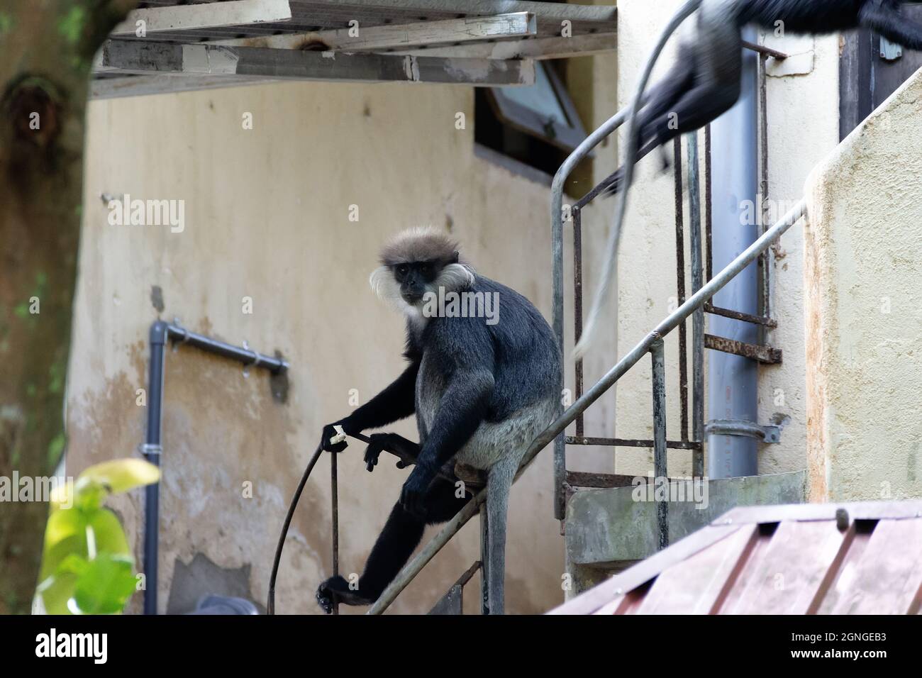 Purple-faced langur is south subspecies (Semnopithecus vetulus vetulus ...