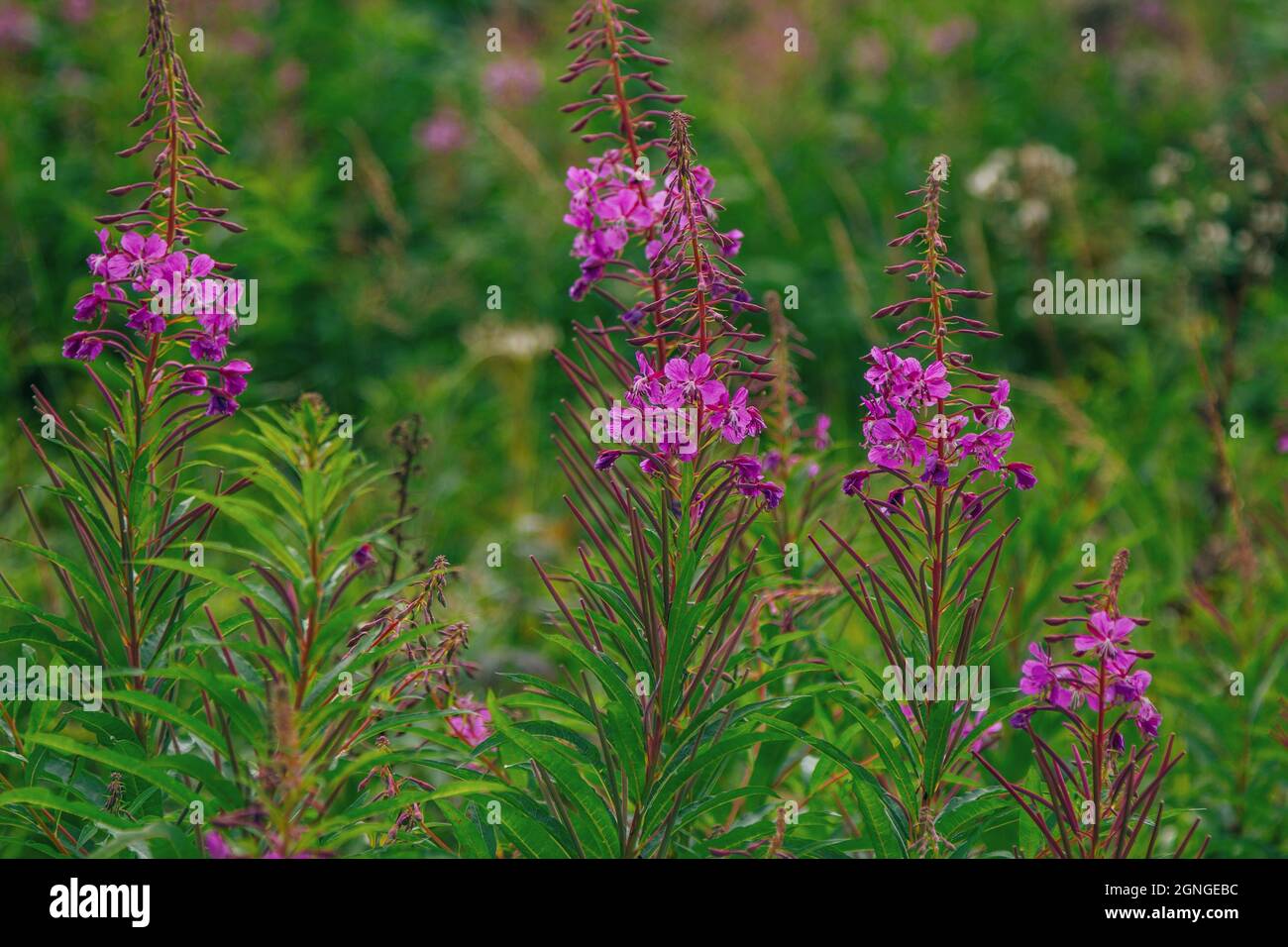 Willow herb hi-res stock photography and images - Alamy