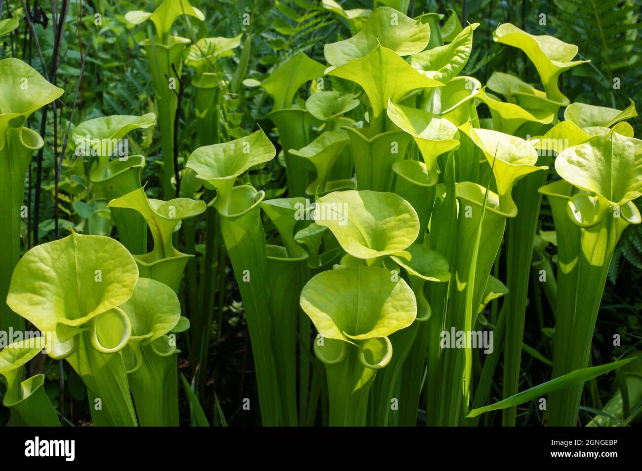 Green pitchers of Sarracenia flava var. maxima, the yellow pitcher ...
