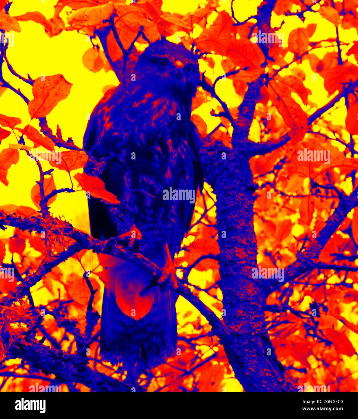 Bird of Prey. Scanning the animal's body temperature with a thermal ...