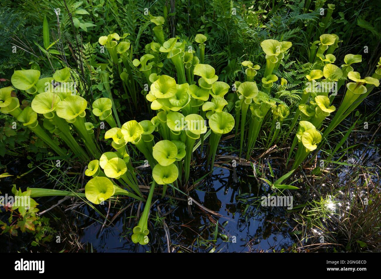Green pitchers of Sarracenia flava var. maxima, the yellow pitcher ...
