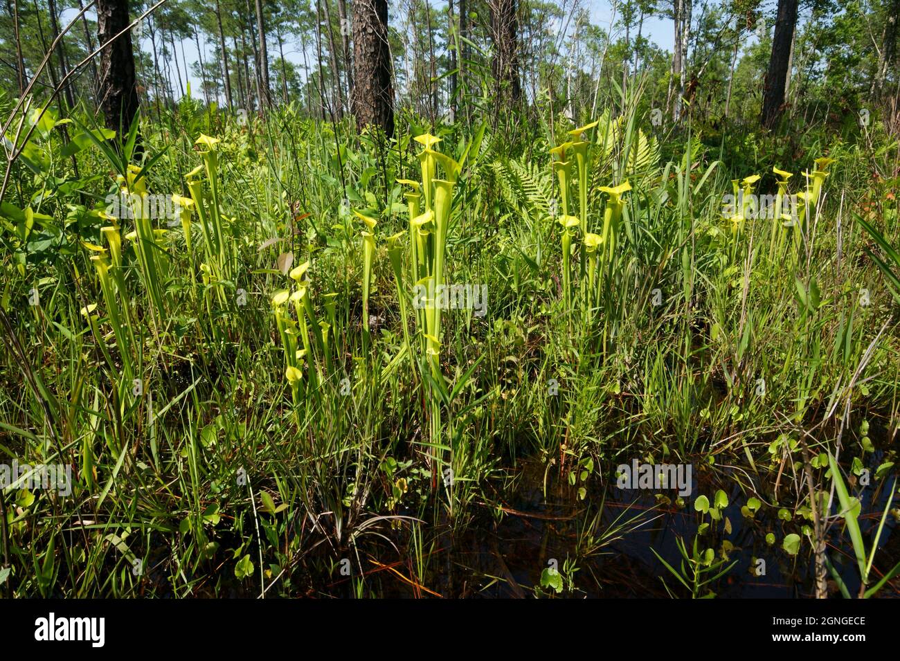 Green pitchers of Sarracenia flava var. maxima, the yellow pitcher ...