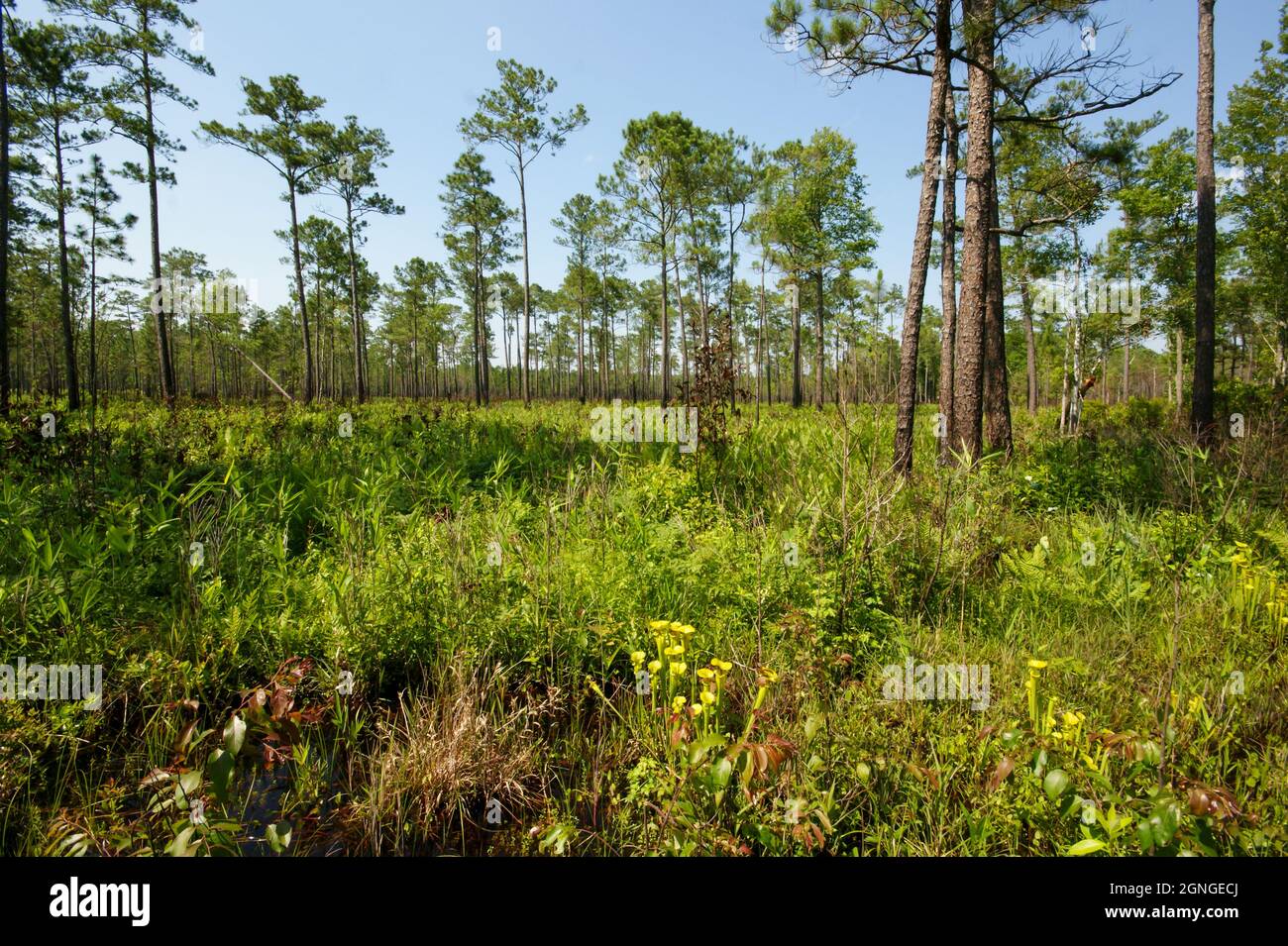 Longleaf pine savannah with Sarracenia flava var. maxima, the yellow ...