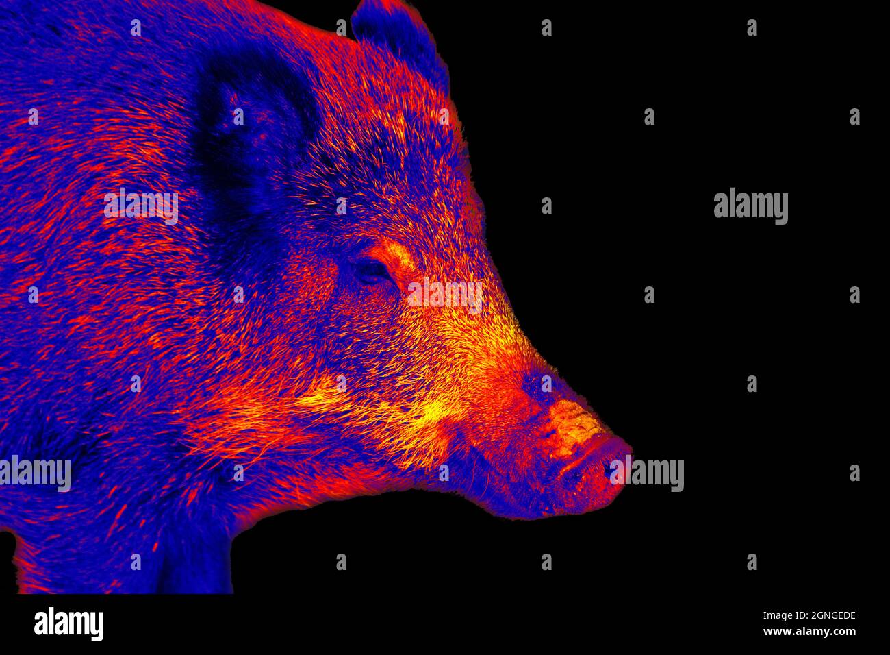 Wild boar in scientific high-tech thermal imager on black background ...