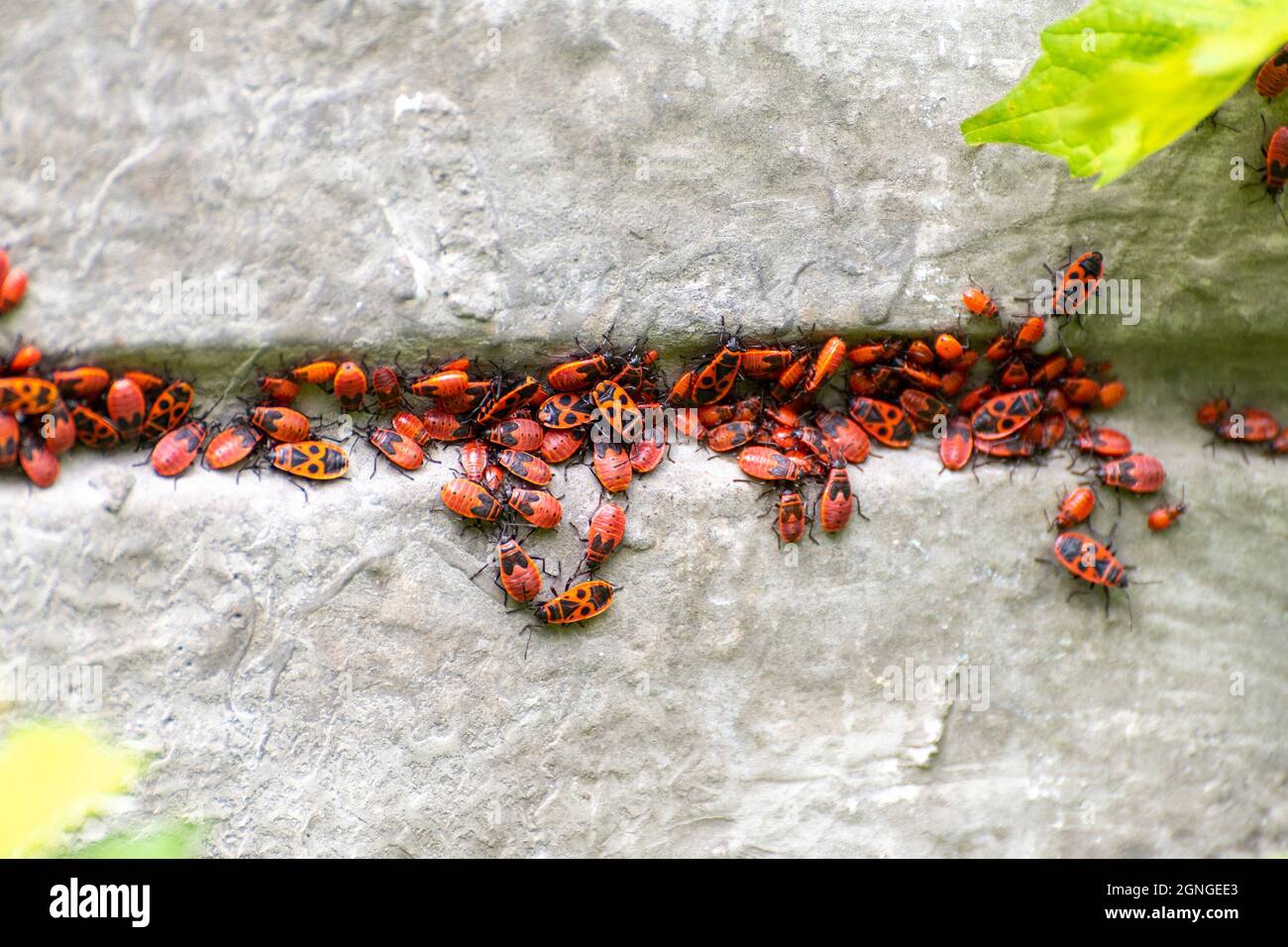 Many red bugs on foundation of the house Stock Photo - Alamy