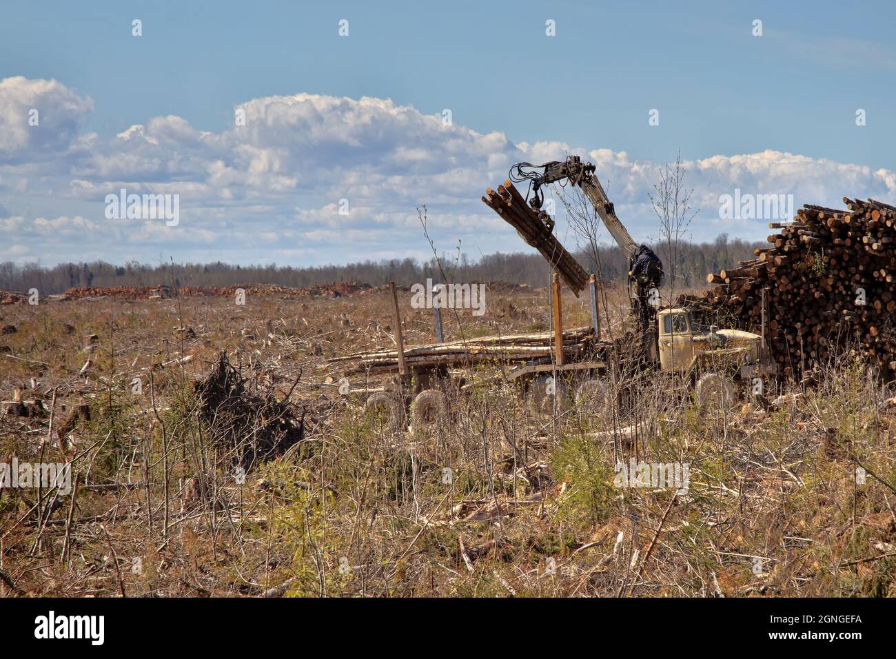 Forest industry. Operations for loading-unloading logging truck at ...