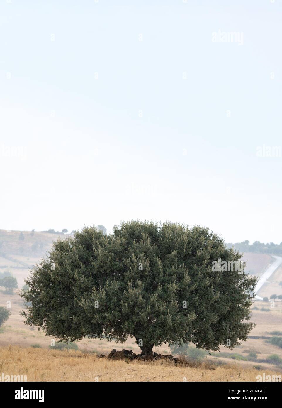 Rain over the isolated tree with white space Stock Photo - Alamy