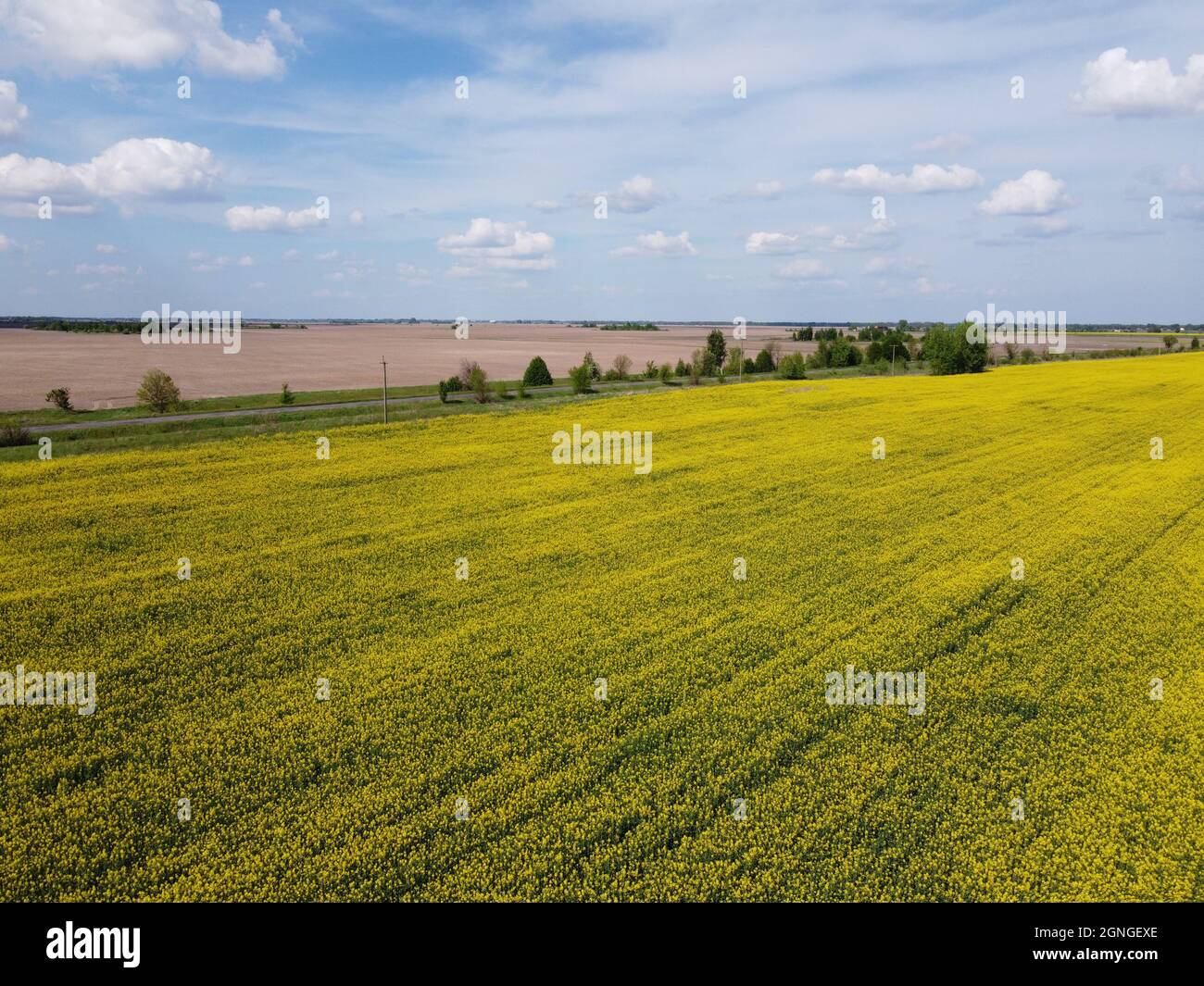 Picturesque rapeseed field under the blue sky. Farmland covered with ...