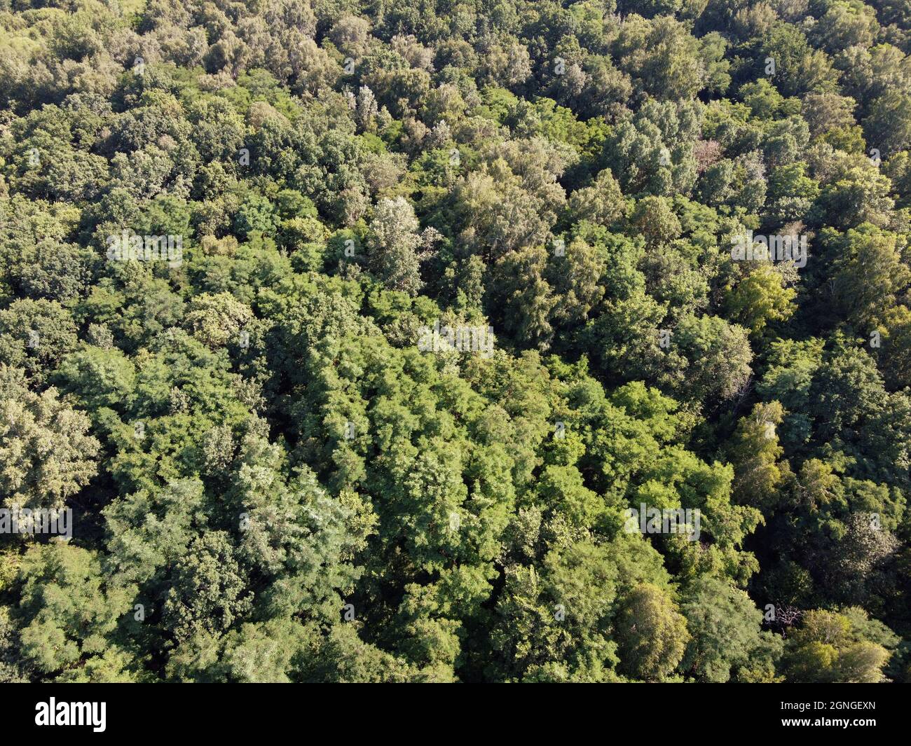 Beautiful dense forest, top view. The tops of a variety of trees Stock ...