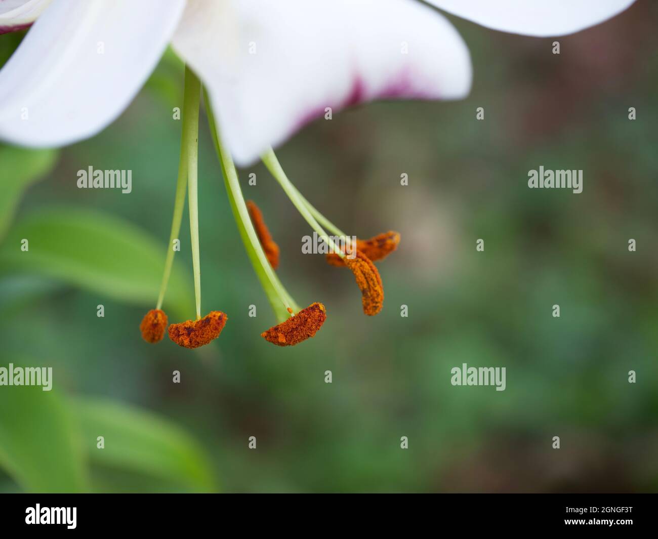 Pistil and stamens of lily covered with pollen, macro photo Stock Photo ...