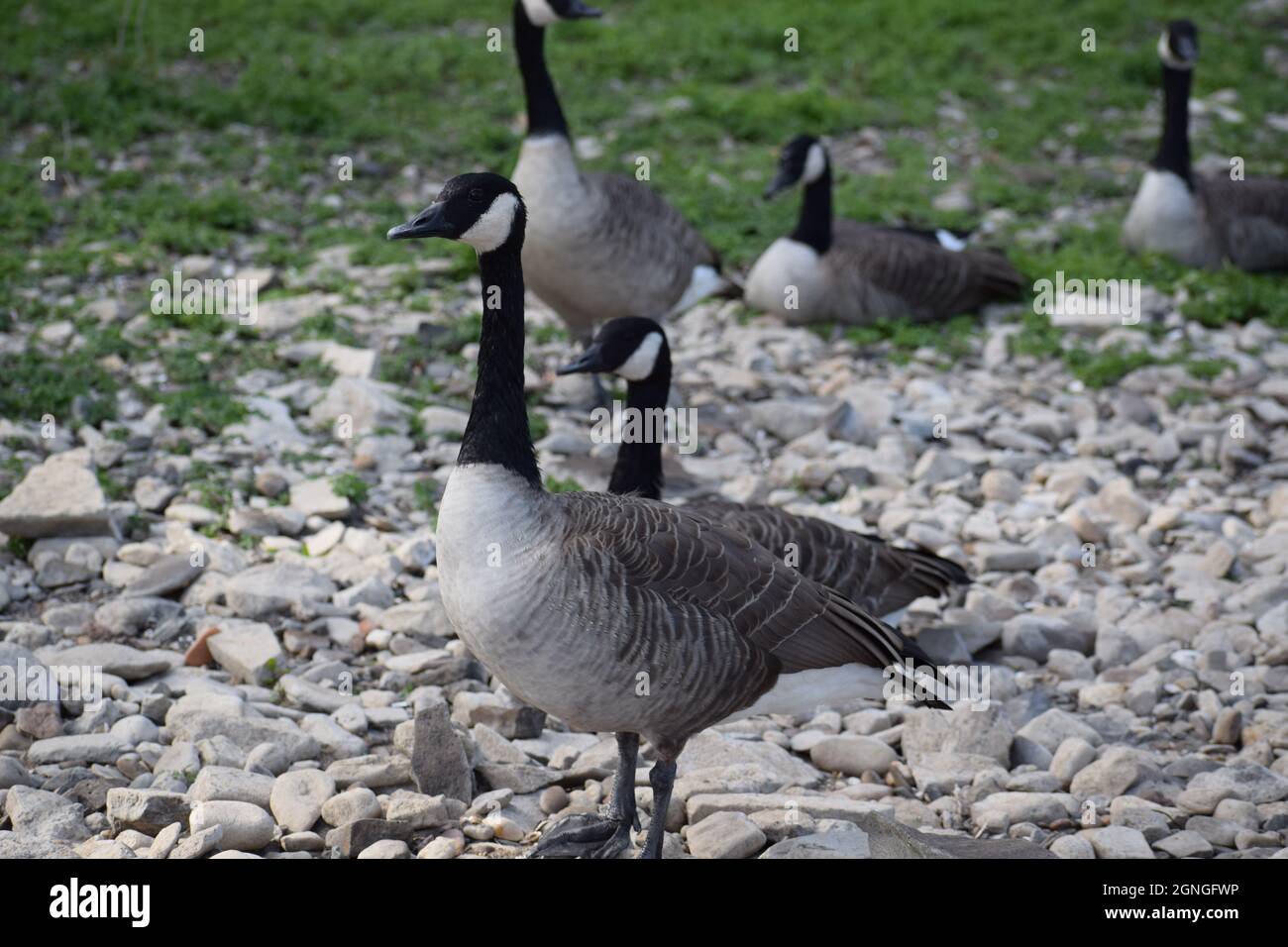 Giant canada geese hi-res stock photography and images - Alamy