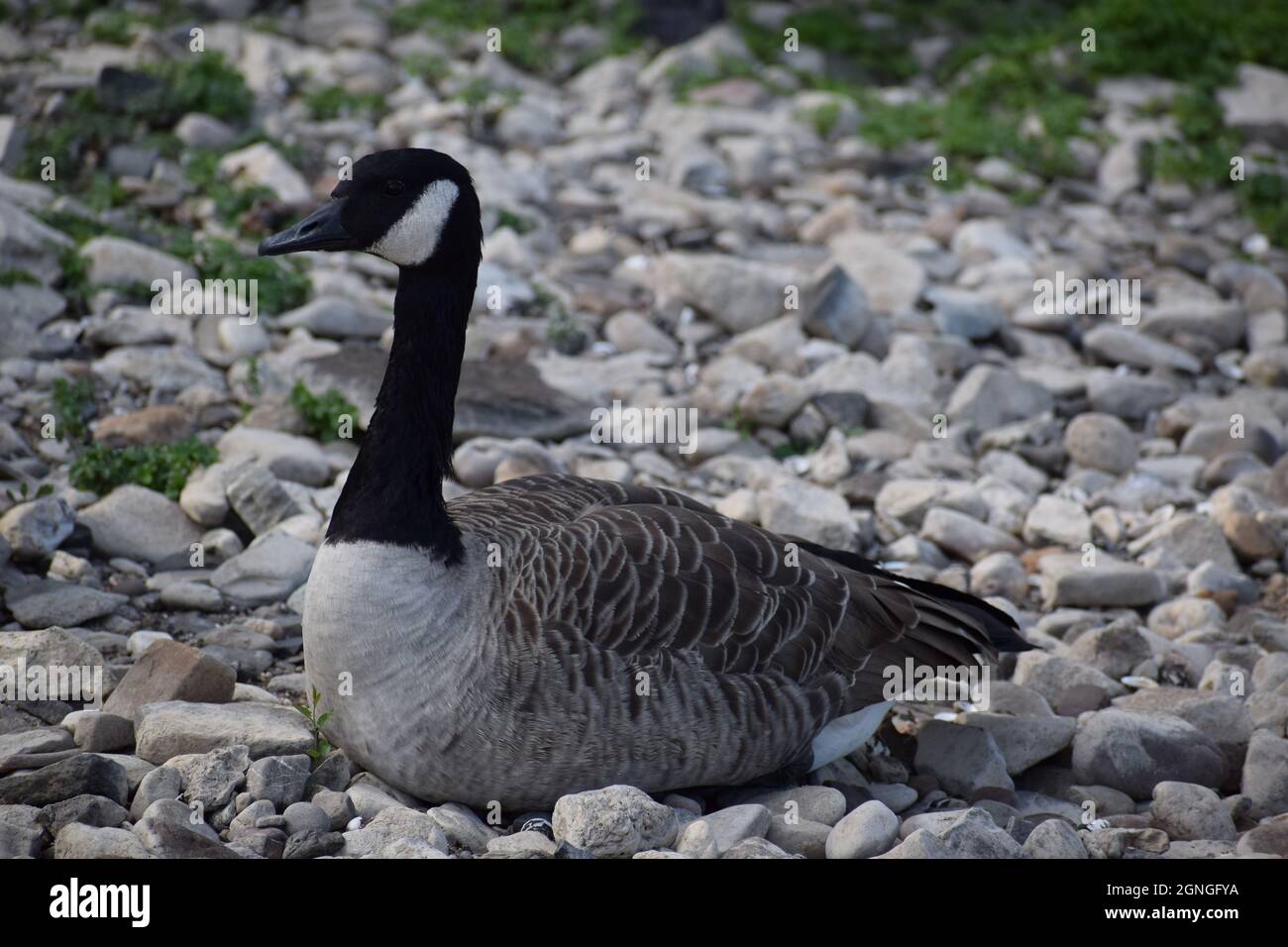 Giant canada geese hi-res stock photography and images - Alamy