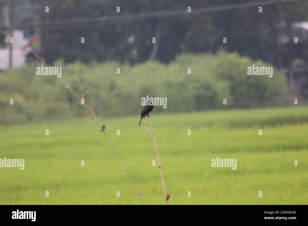 A Crow sitting on a Bamboo stick at Rice Field Stock Photo - Alamy