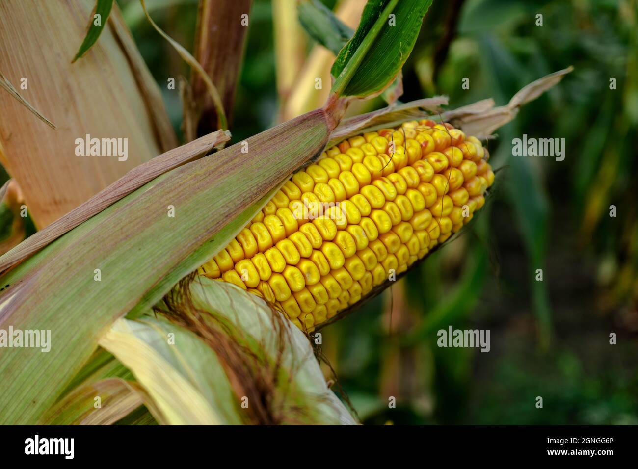 A swing of ripe corn, half peeled from the husk, on the trunk of a ...