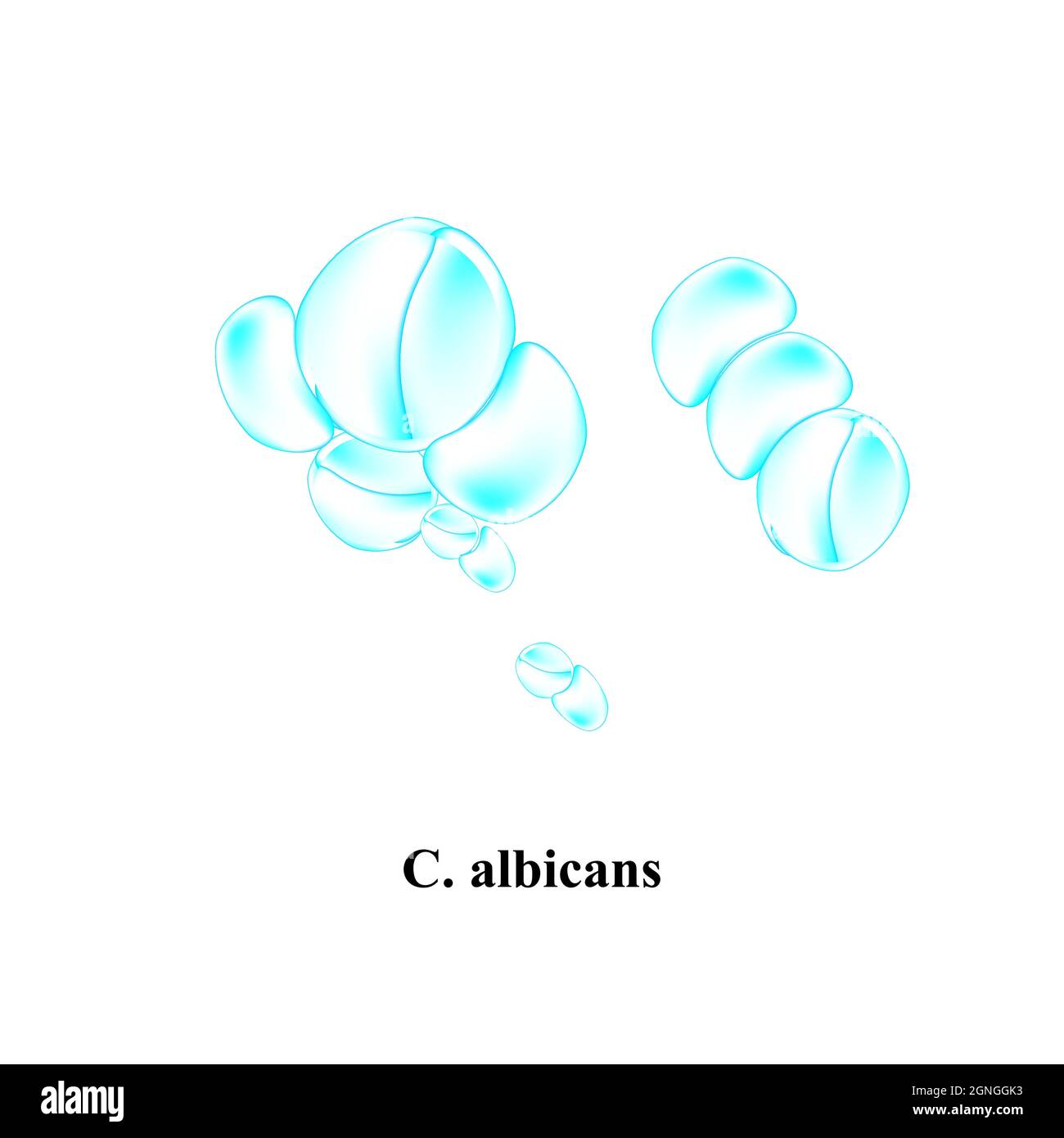 C. albicans candida. Pathogenic yeast-like fungi of the Candida type ...