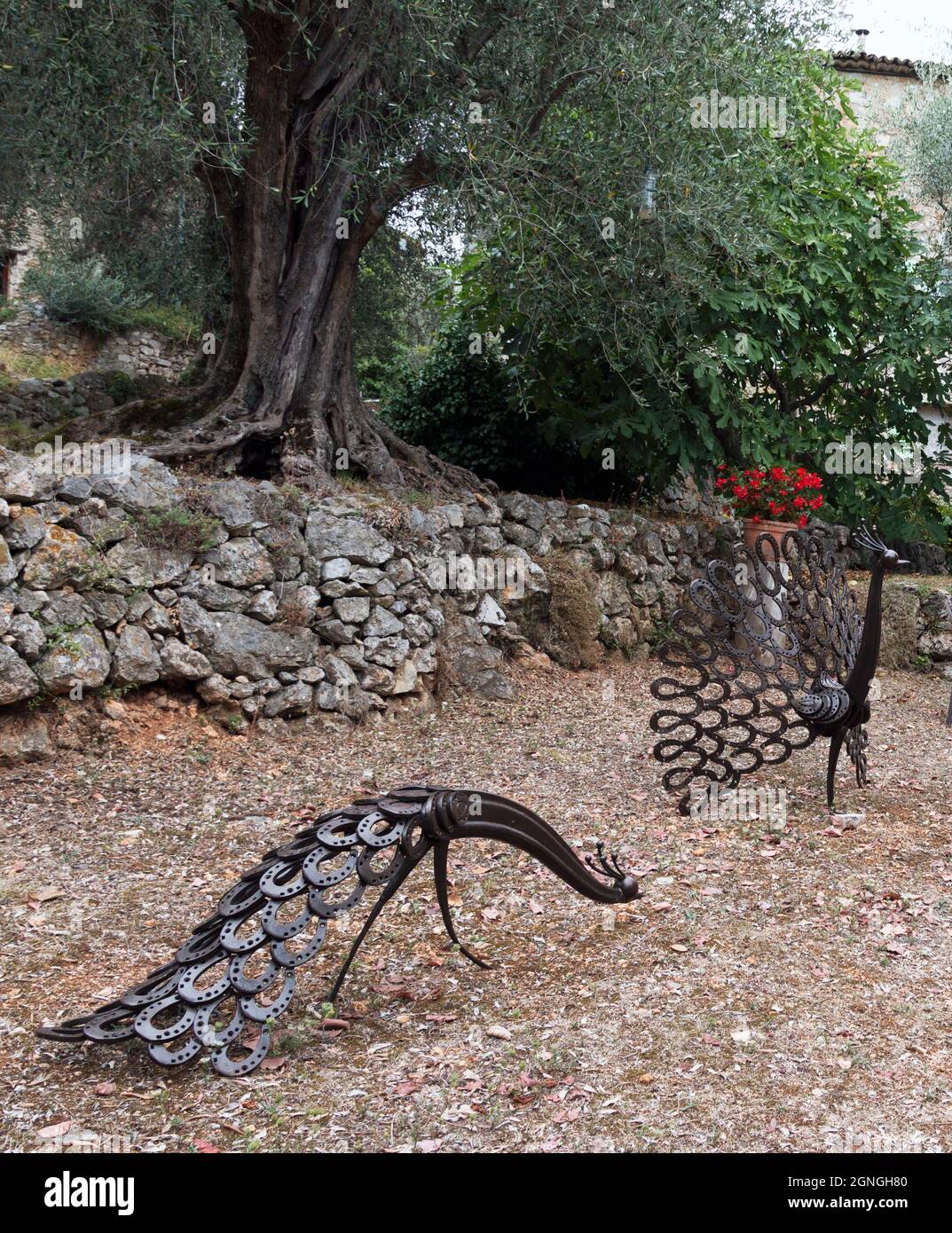 Peacock mating dance. Old tools and iron pieces are an inspiration to ...