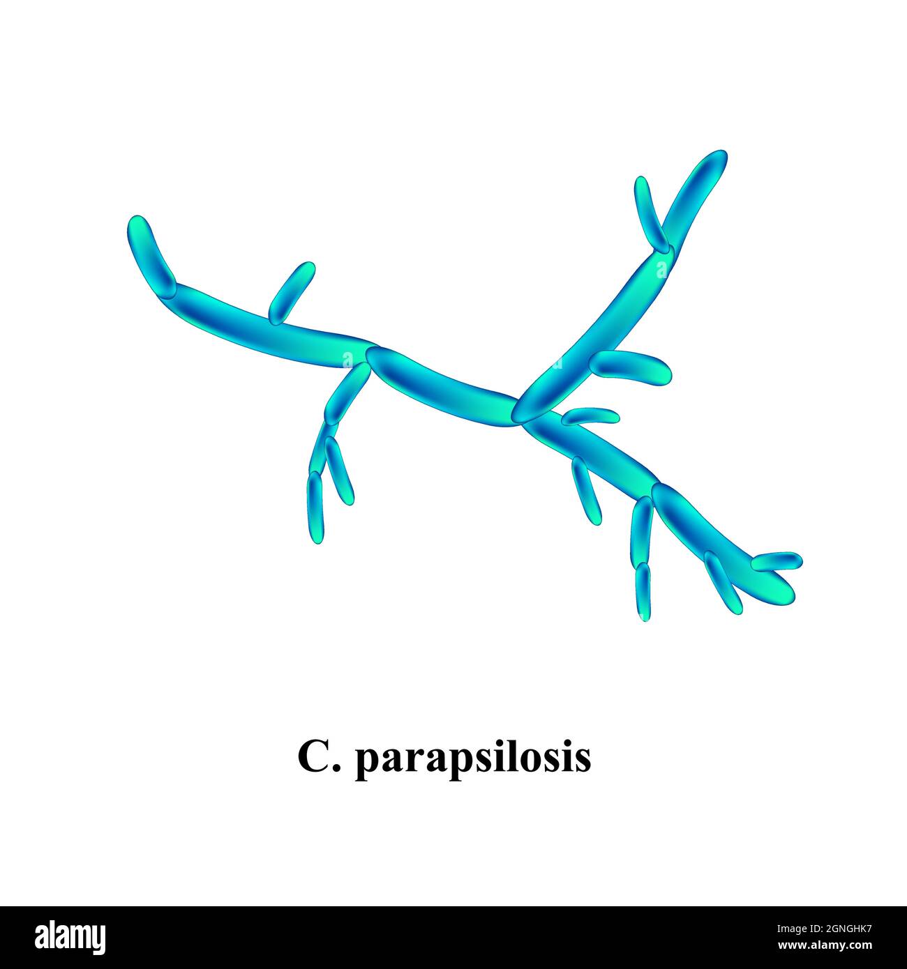 C. parapsilosis candida. Pathogenic yeast-like fungi of the Candida ...