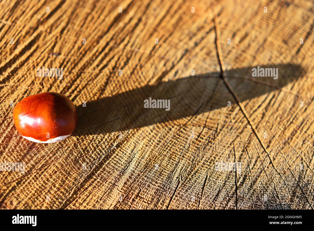 Lazy chestnut returning home after a long day on a brown tree stump ...