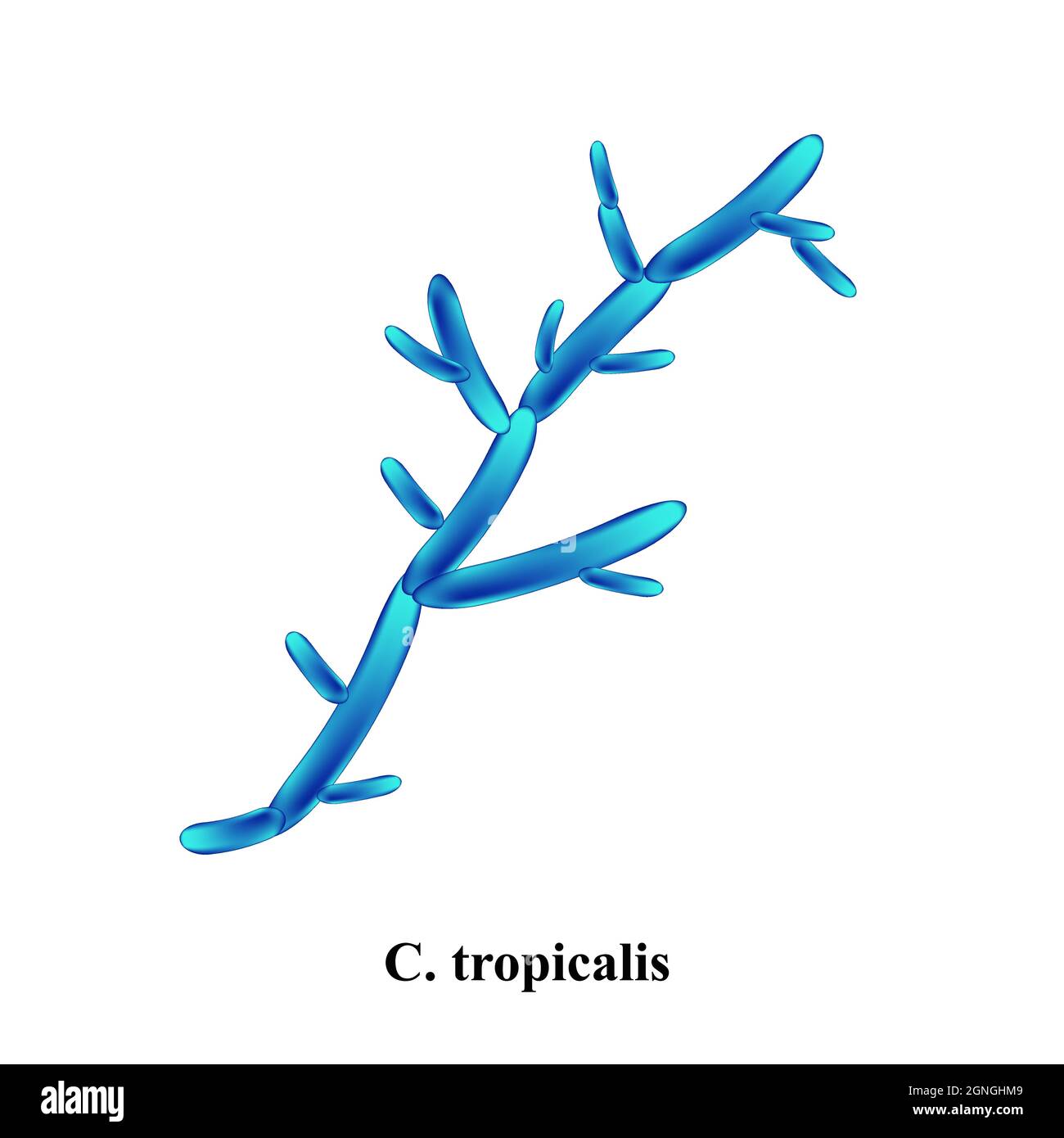 C. tropicalis candida. Pathogenic yeast-like fungi of the Candida type ...