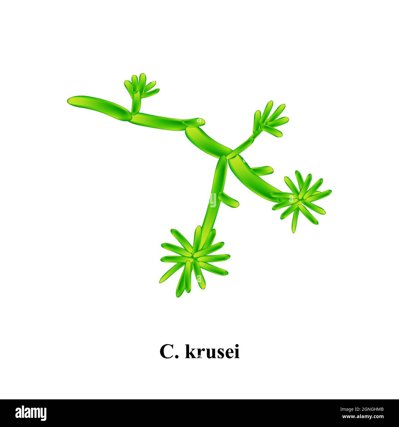 C. krusei candida. Pathogenic yeast-like fungi of the Candida type ...