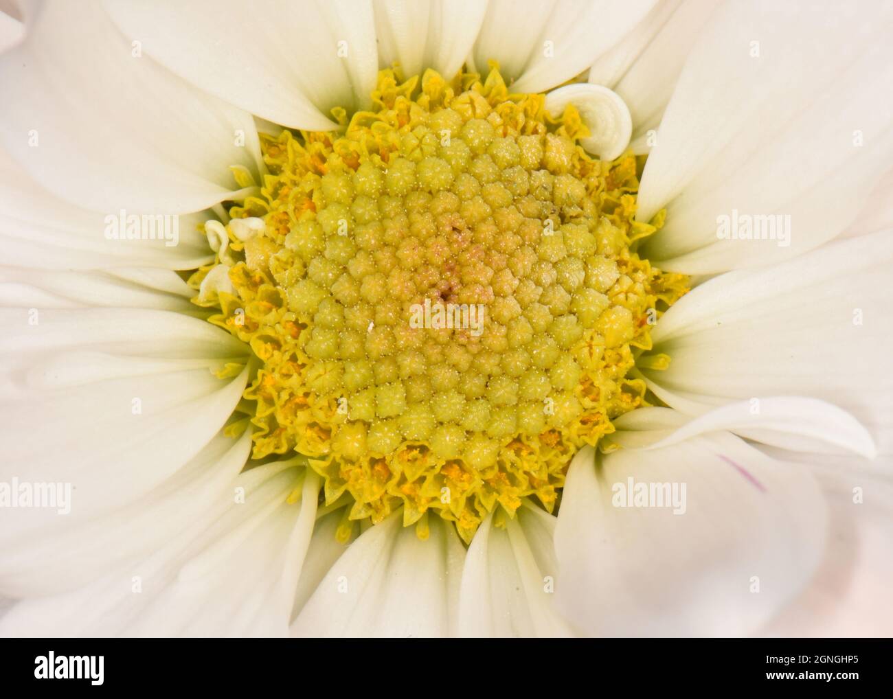 A close up of a daisy flower in bloom Stock Photo - Alamy