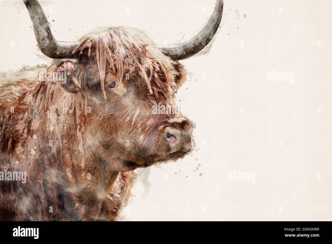 Highland cattle. Scottish Highland cow. Bull with horns. Isolated with ...