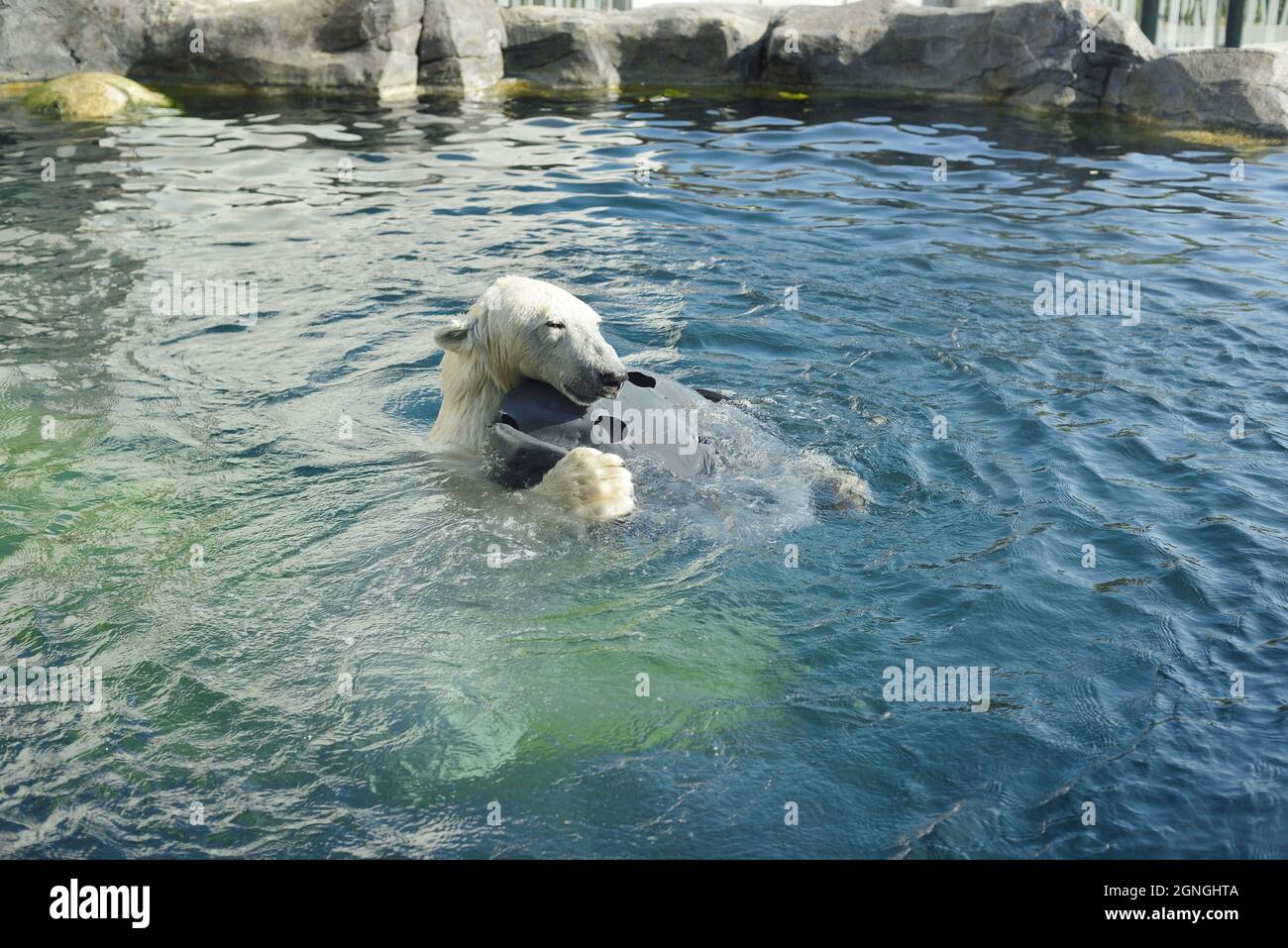 Vienna, Austria. Schönbrunn Zoo in Vienna. Polar bear (Ursus maritimus ...