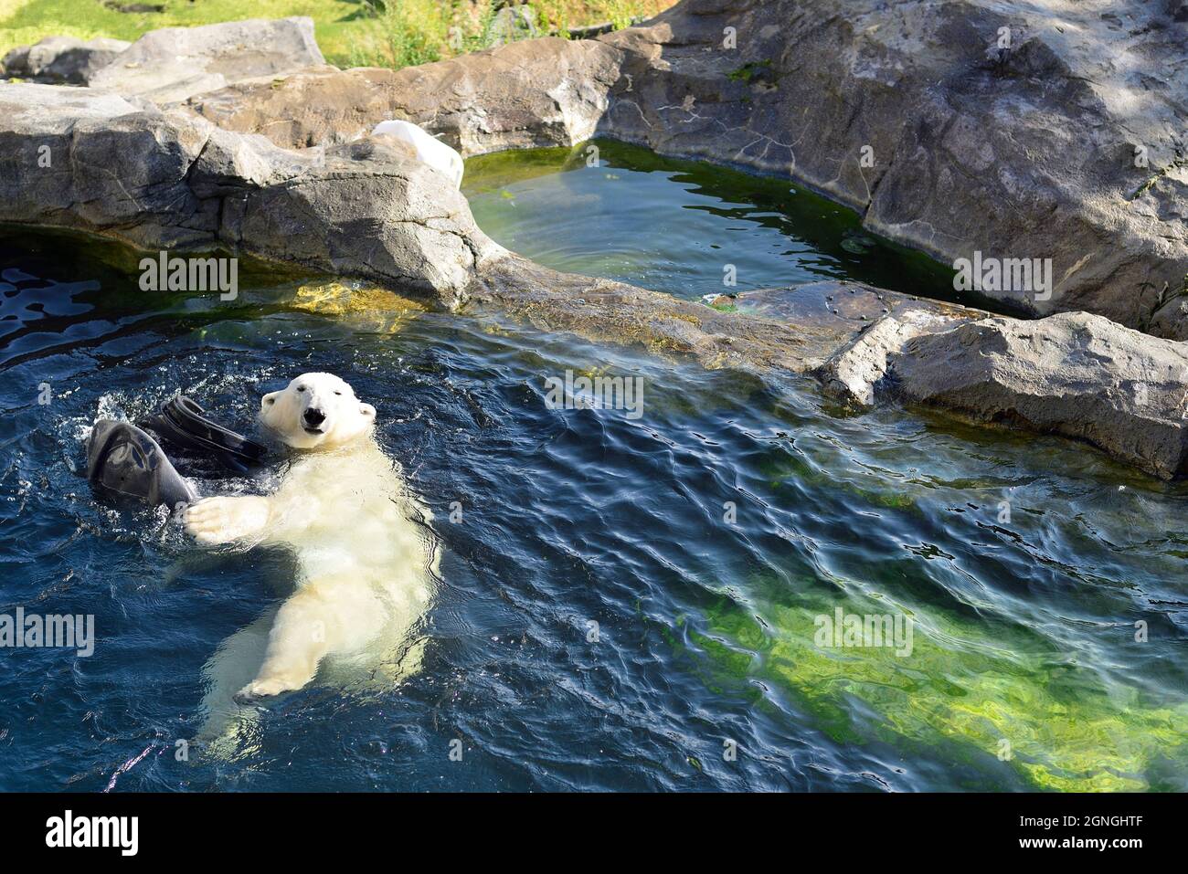 Vienna, Austria. Schönbrunn Zoo in Vienna. Polar bear (Ursus maritimus ...